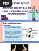Sow & Boar Reproductive Anatomy | PDF | Uterus | Testicle