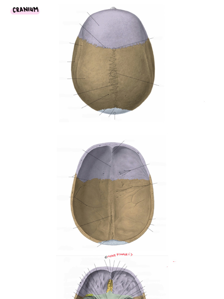Anatomy Latsol - Yada 2 | PDF