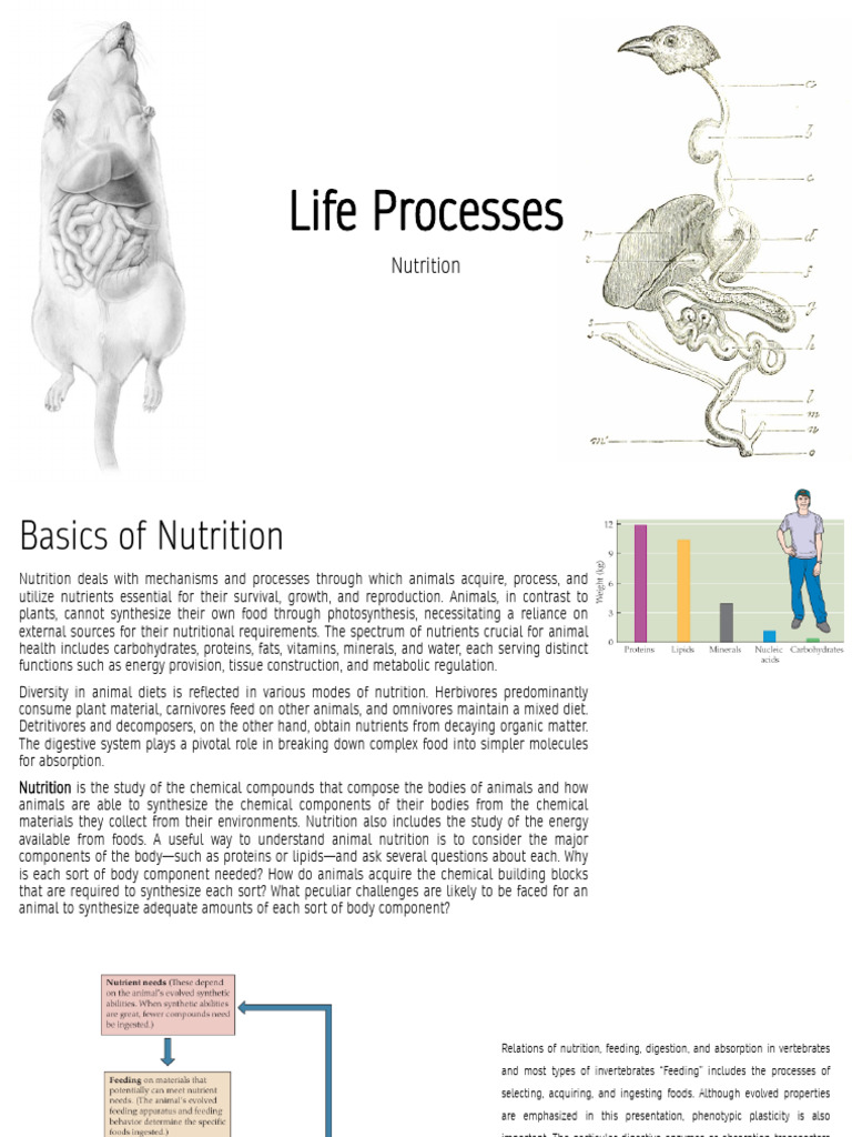 Life Processes Nutrition | PDF | Digestion | Nutrition