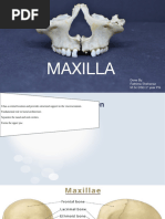 Osteology of Maxilla and Mandible | PDF | Human Nose | Face