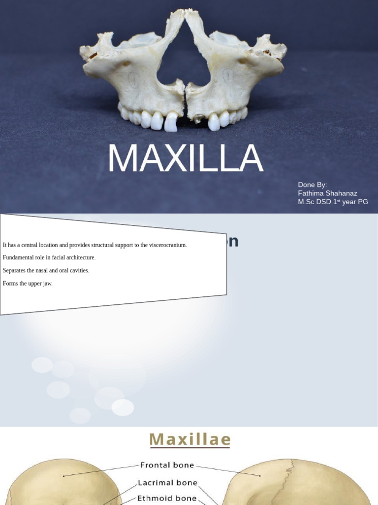 MAXILLA & Hard Palate | PDF | Human Nose | Human Head And Neck