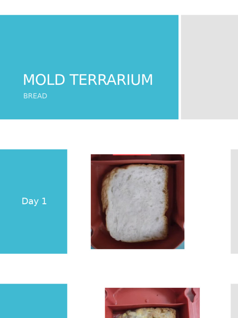 MOLD TERRARIUM Adrian | PDF