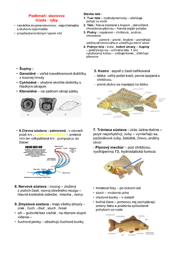 Chordaty, Čeľustnatce - Ryby | PDF