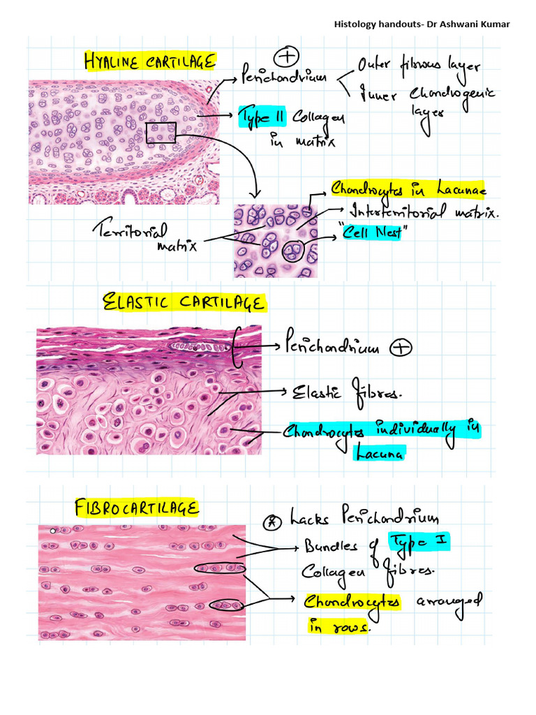 Histology PDF | PDF