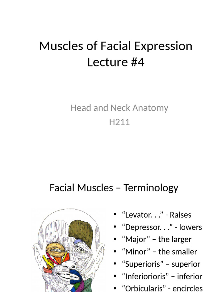 04muscles - Facial - Expression - PRNT | PDF | Lip | Human Head And Neck