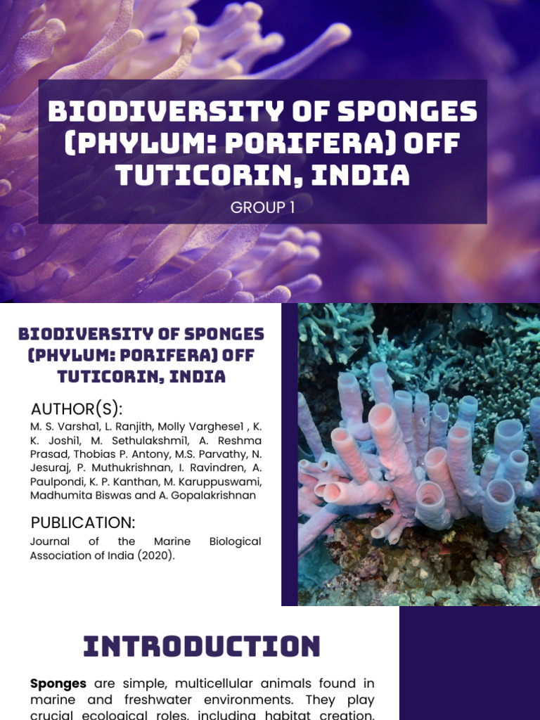 Phylum Porifera - Group 1 | PDF | Biodiversity | Sponge