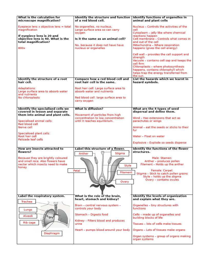 Y7 EOT1 Revision Grid Answers | PDF | Cell (Biology) | Flowers