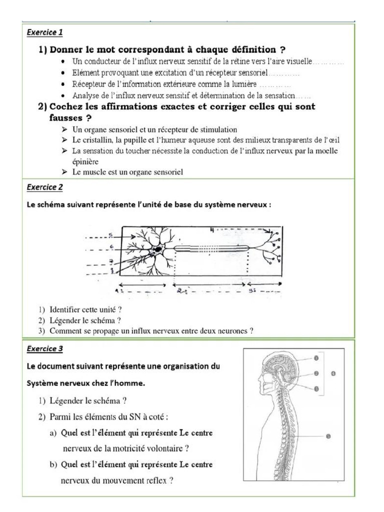 Systéme Nerveux | PDF