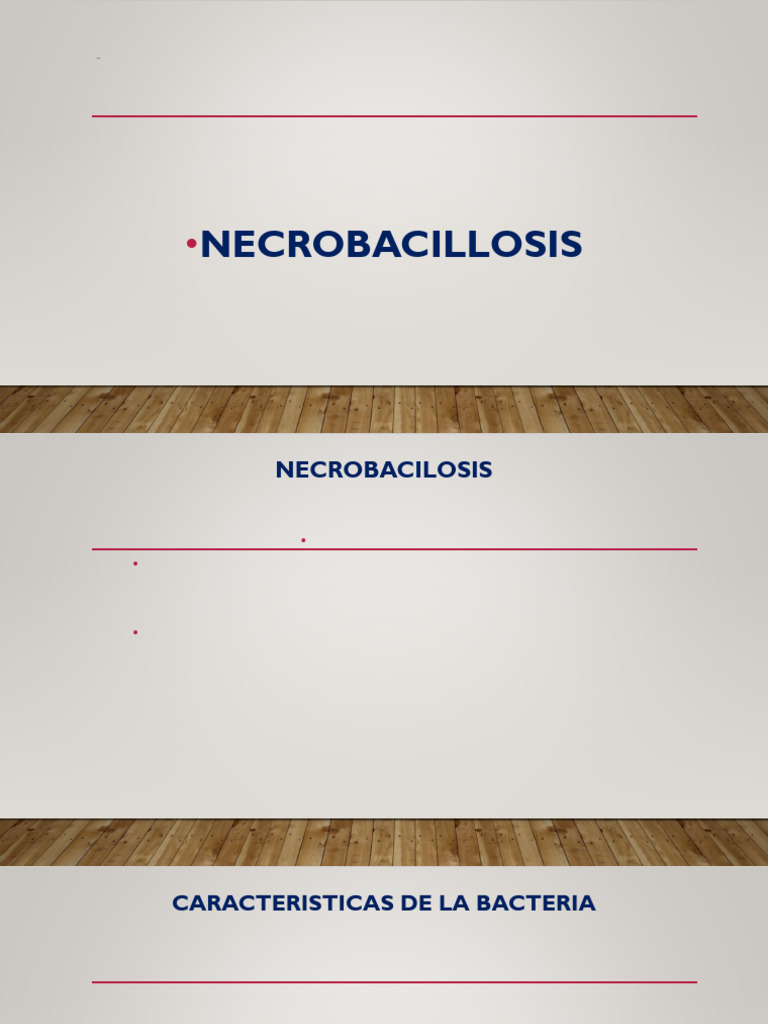 Necrobacilosis: Causas y Tratamientos | PDF | Vacas | Infección