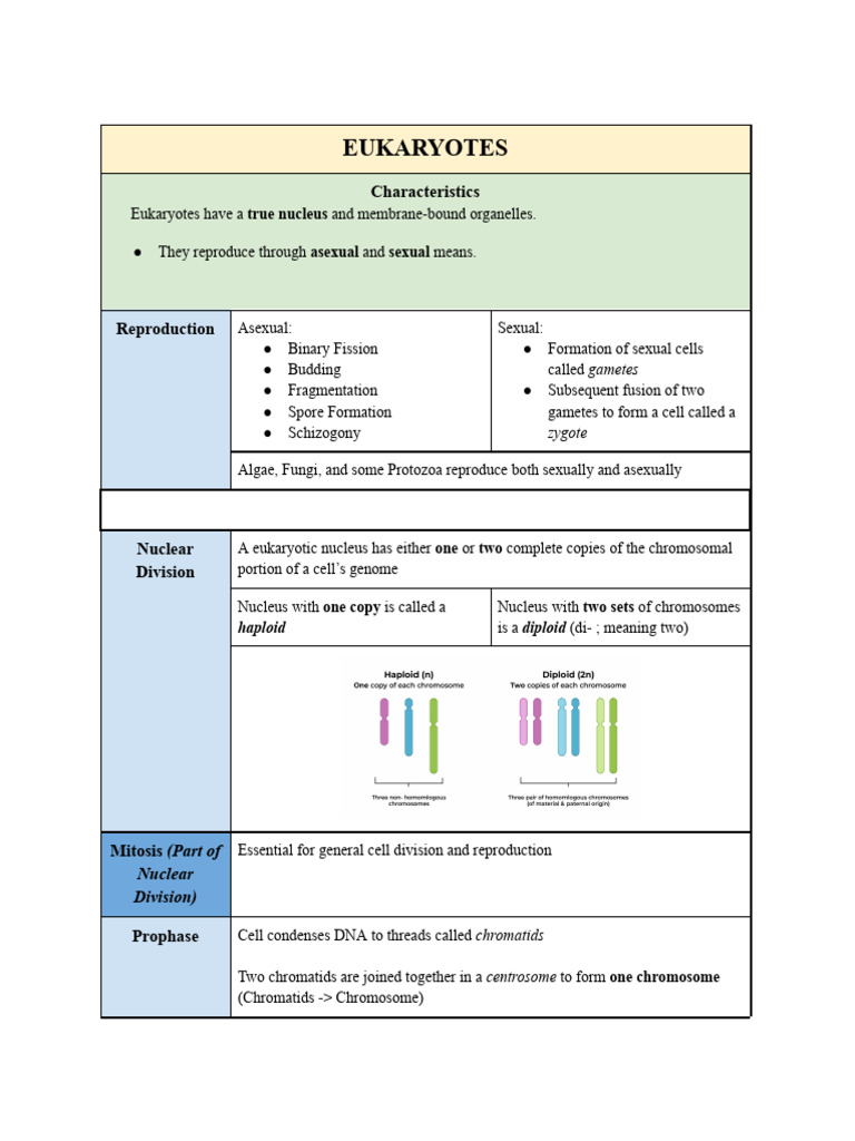 Characterization and Classification of EUKARYOTES GUIDE | PDF | Mitosis ...