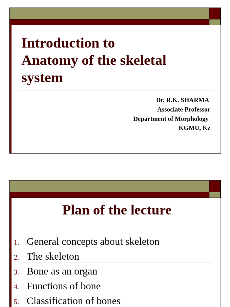 General Osteology 2 | PDF | Vertebra | Vertebral Column