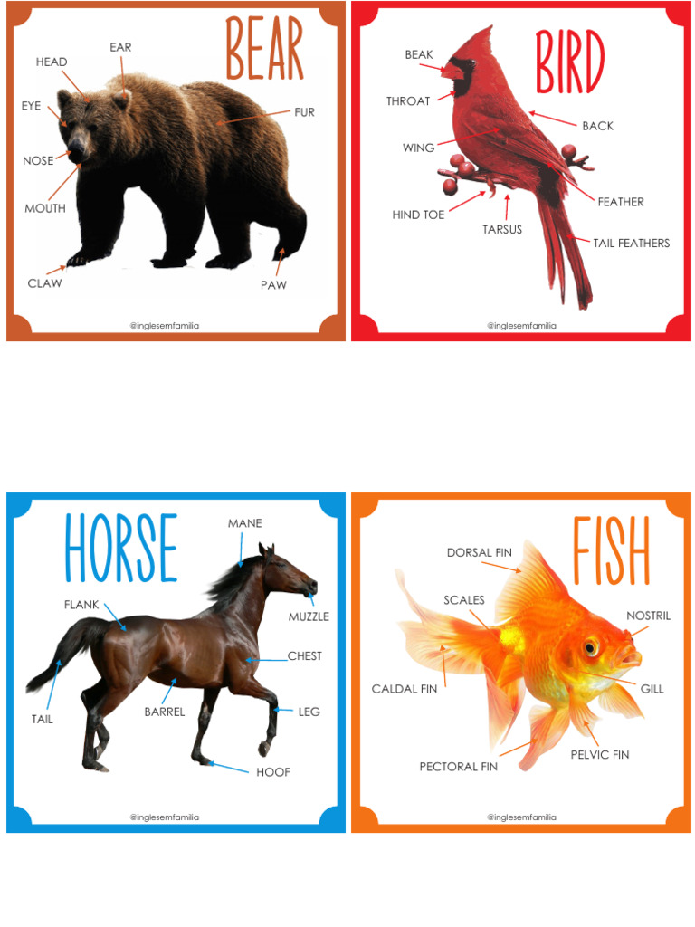 brown bear cards | PDF | Claw | Fin