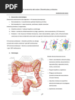 Irrigación e Inervación del Colon | PDF | Intestino grueso | Recto