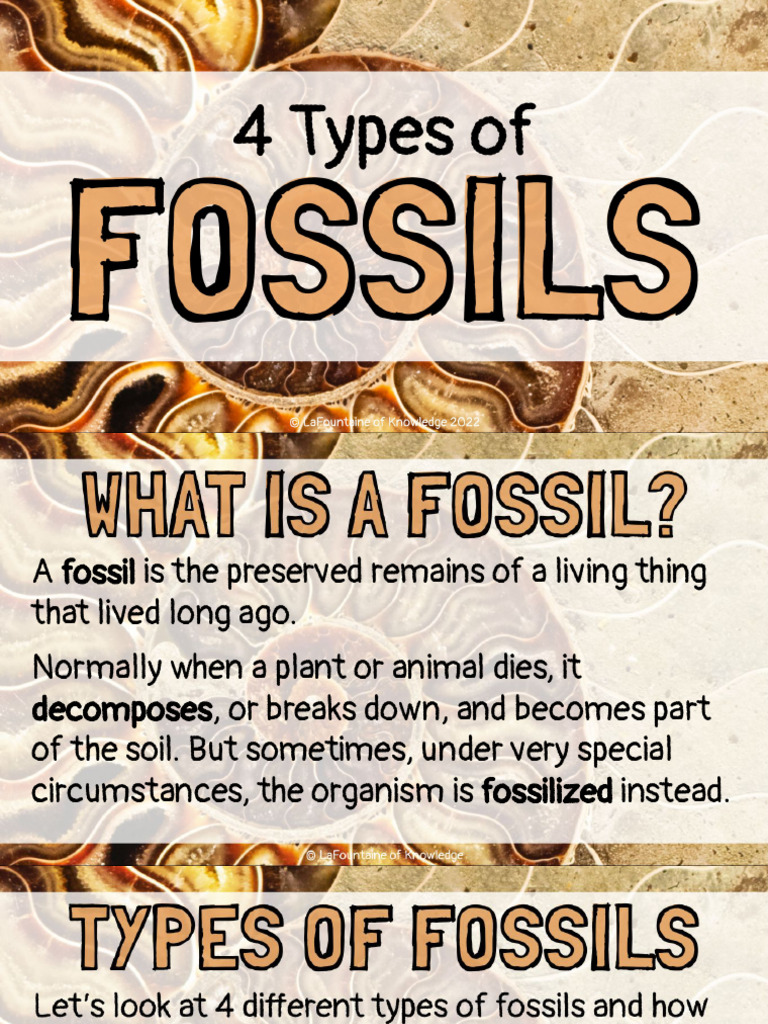 Types of Fossils Explained | PDF
