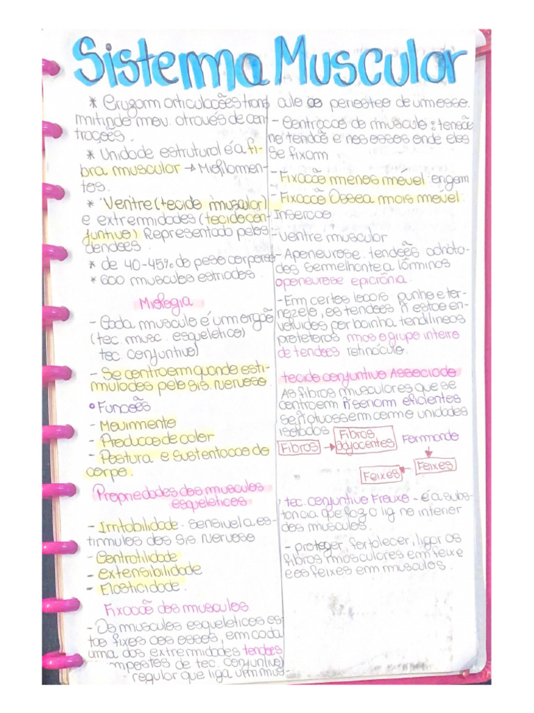 As Fibros Musculores Que Se 2 | PDF