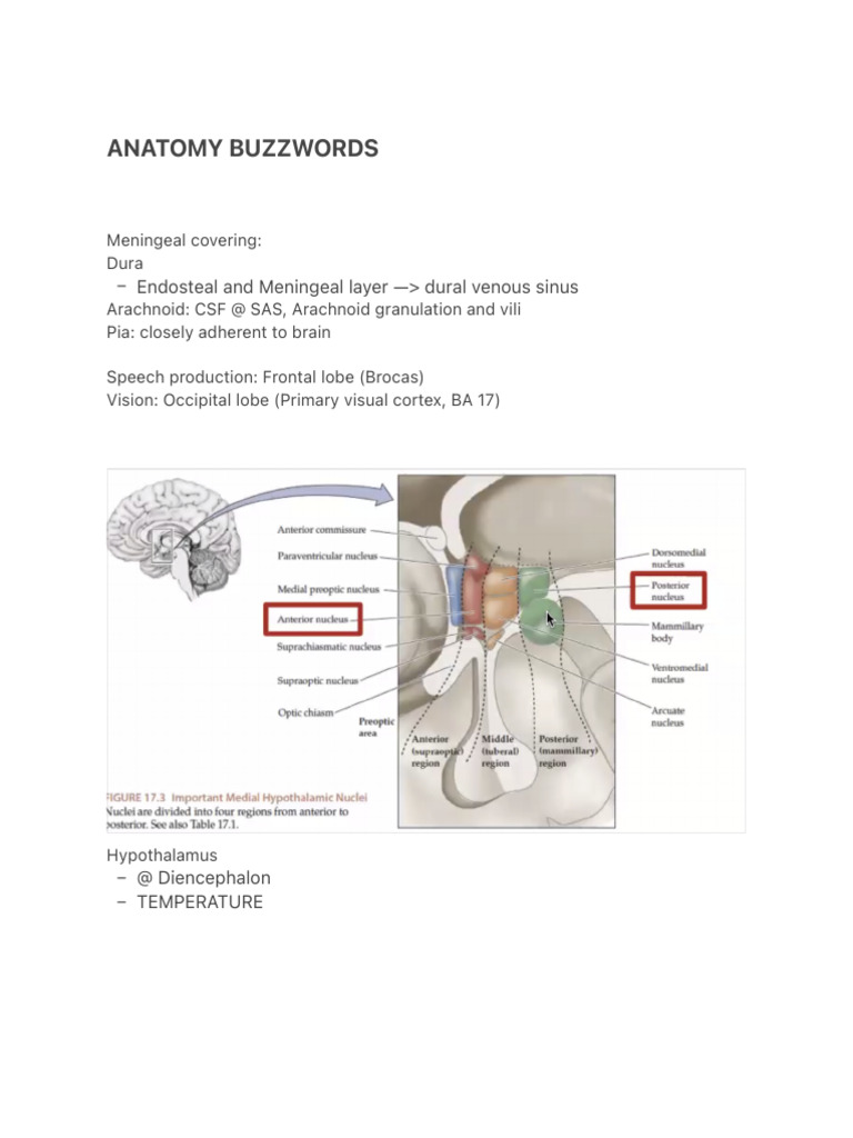 Anatomy Buzzwords | PDF | Hand | Human Anatomy