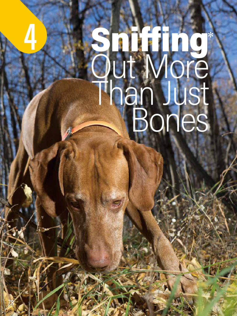 Sniffer Dogs: Beyond Finding Bones | PDF | Senses | Dogs