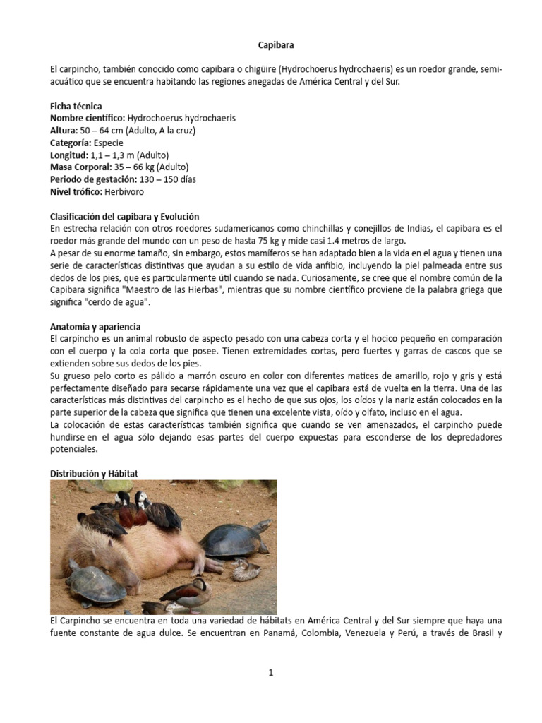 Capibara | PDF | Zoología