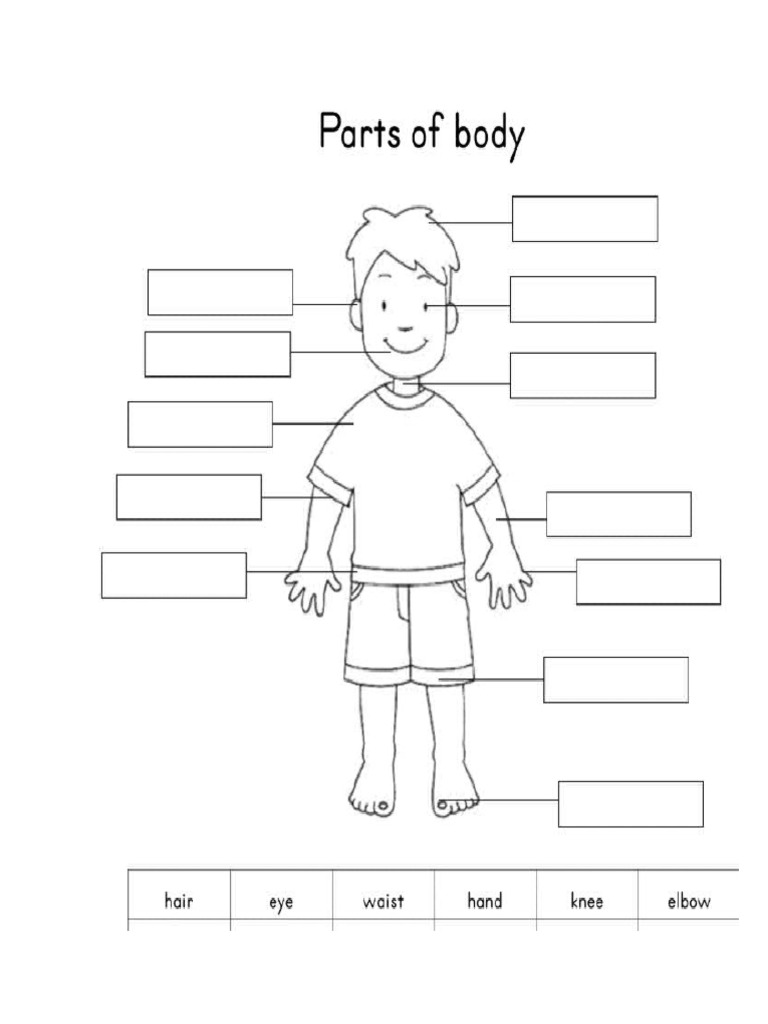 body pary | PDF