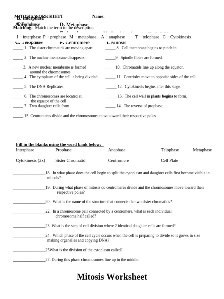 mitosis_worksheet | PDF | Mitosis | Cell Anatomy