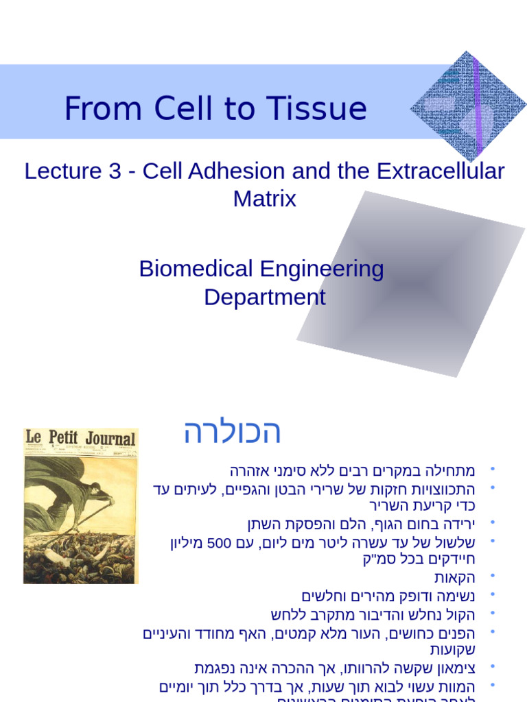 Lecture 3 - Cell Adhesion 2024 | PDF | Extracellular Matrix | Cell Adhesion