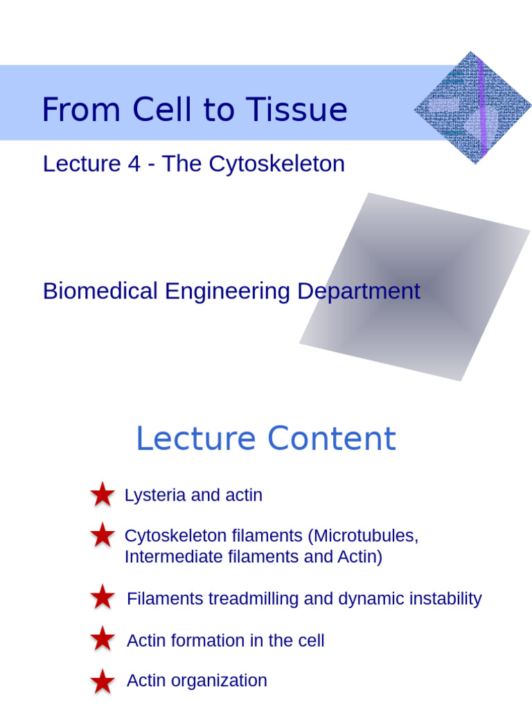 Lecture 4 - Cytoskeleton 2024 | PDF | Cytoskeleton | Microtubule