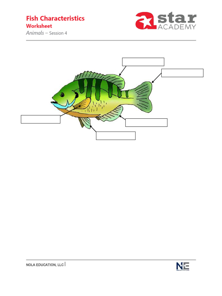 Fish Anatomy and Adaptations Worksheet | PDF