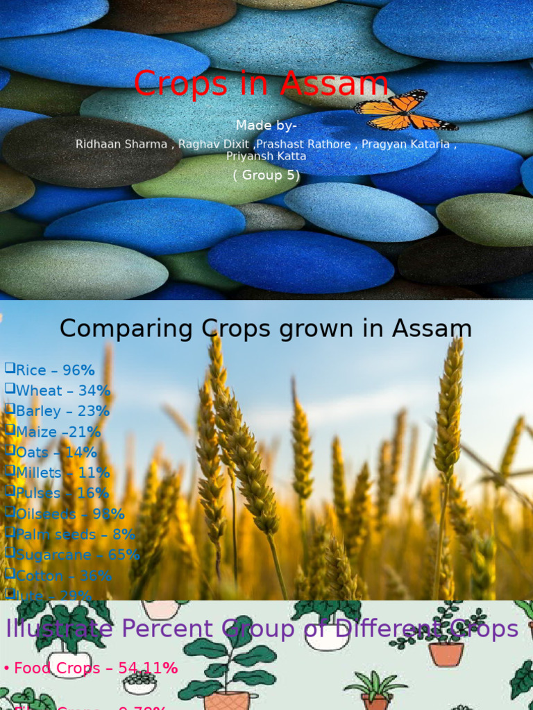 Crops in Assam | PDF