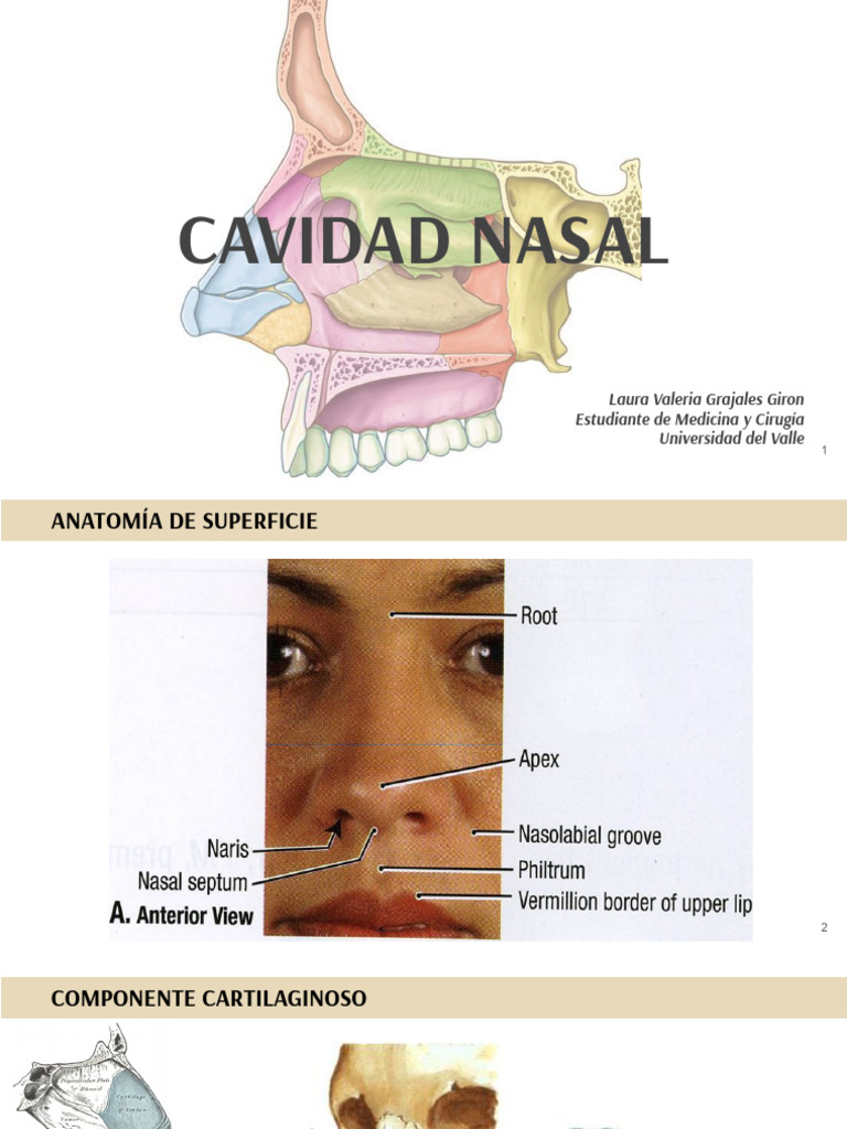 Anatomía y Función de la Cavidad Nasal | PDF | Nariz humana | Cabeza y ...