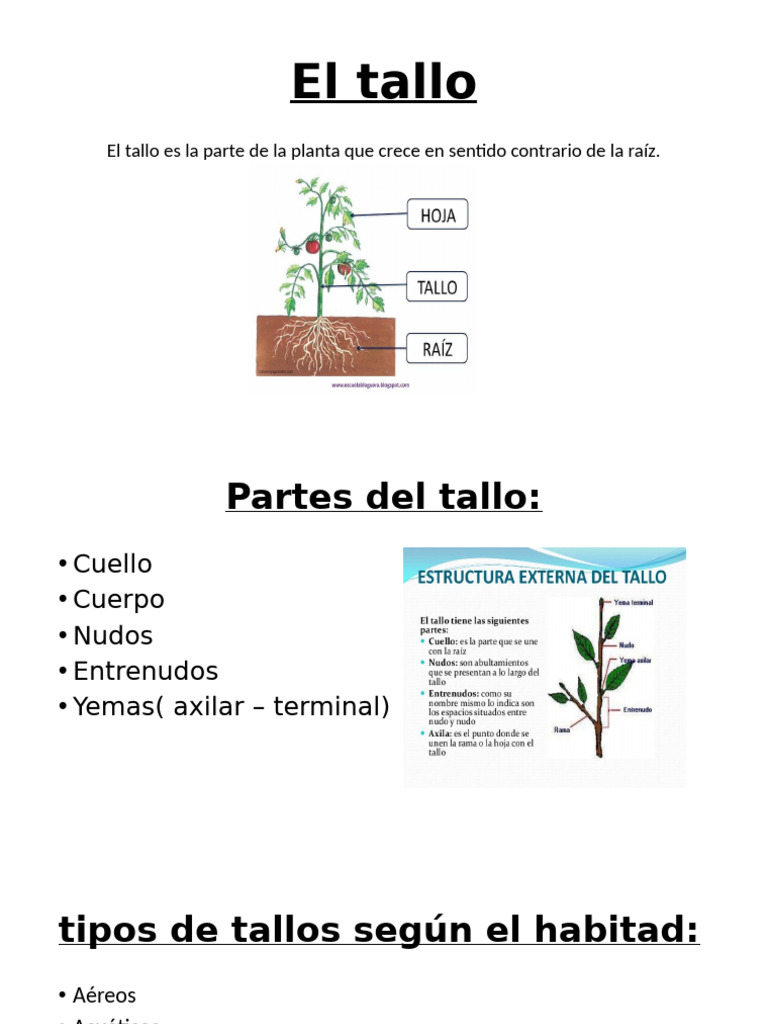 Partes y tipos de tallos en plantas | PDF