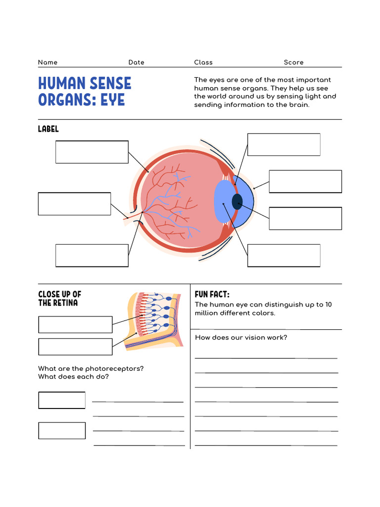 Human Eye: Structure and Function | PDF | Eye | Visual Perception