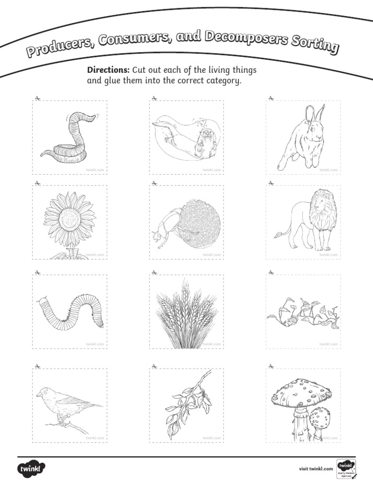 Food Chain Sorting Activity Worksheet | PDF