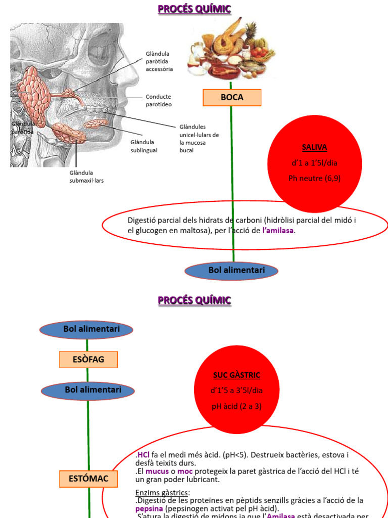Esquema digestió | PDF