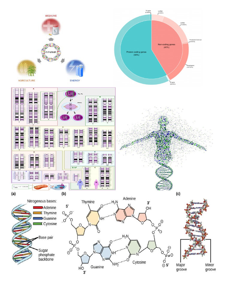 Human Genome Project | PDF