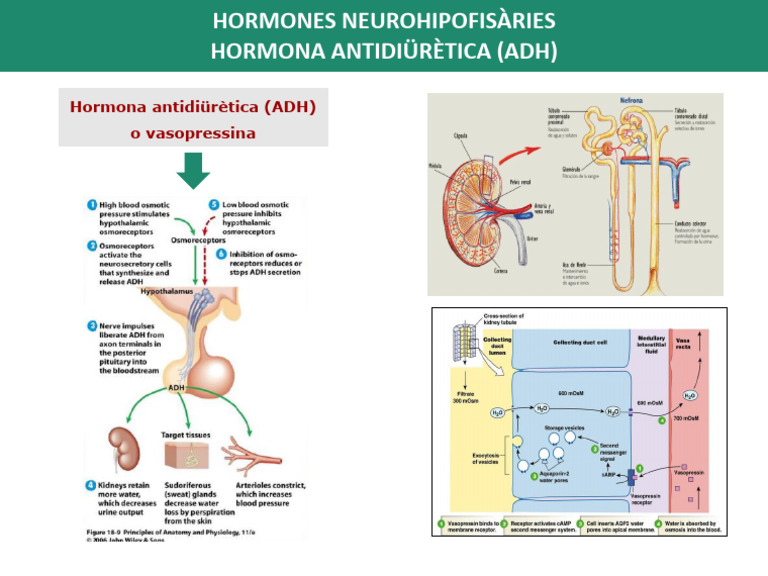 Fisiologia Adh | PDF