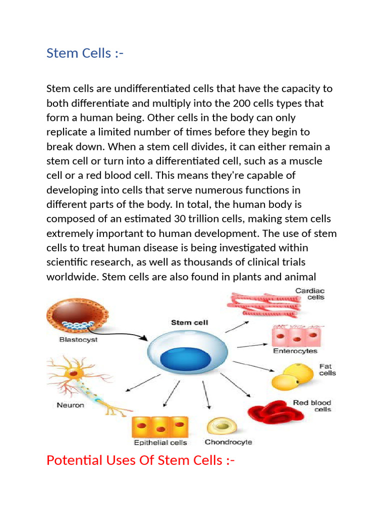 Stem Cells | PDF | Stem Cell | Cell Potency