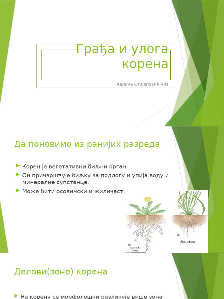 Gradja I Uloga Korena | PDF