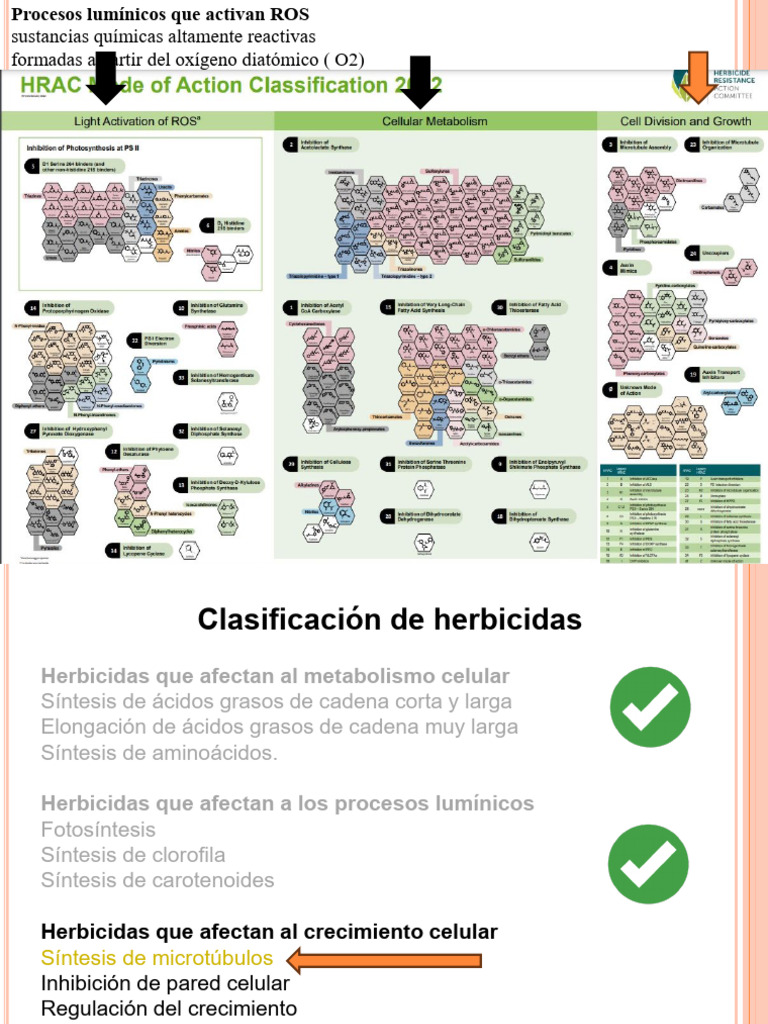 MdeA H - Crecimiento Celular | PDF | Auxina | Inhibidor de la enzima