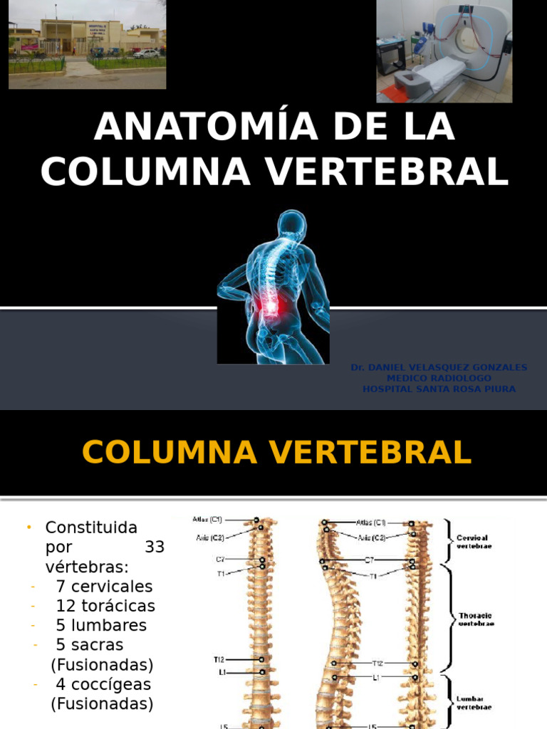 Anatomía y Proyecciones de la Columna Vertebral | PDF | Vértebra ...