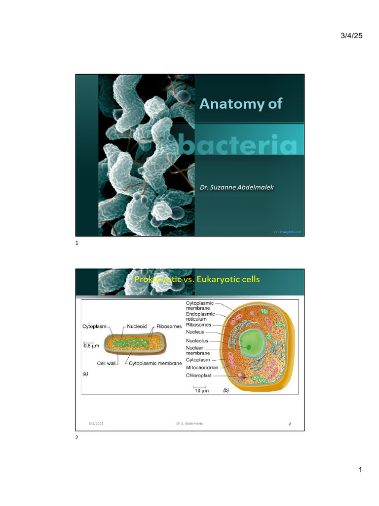 Anatomy of Bacterial Cell | PDF | Bacteria | Cell Membrane