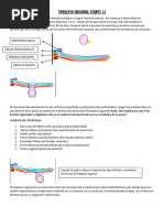 Conducto Inguinal | PDF | Abdomen | Anatomía humana