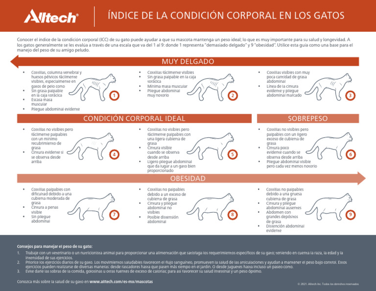 Indice de La Condición Corporal Gatos | PDF | Obesidad | Cintura