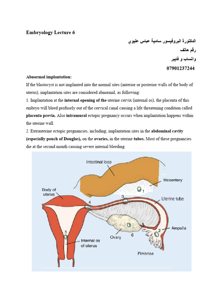 Lecture 6 Embryology-Copy (1) | PDF | Uterus | Fetus