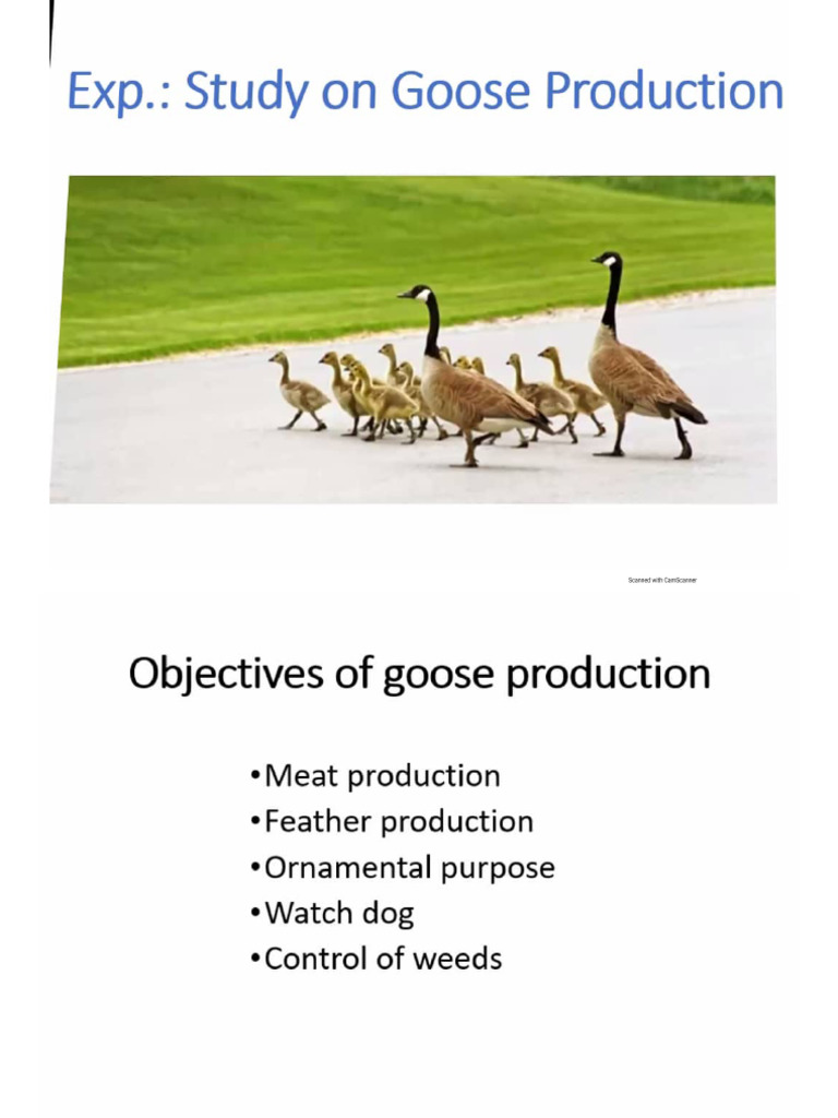 Goose | PDF
