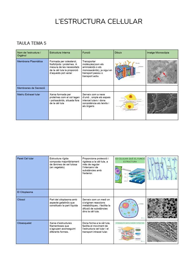 Apunts BIO Estructutra Cel Lular | PDF
