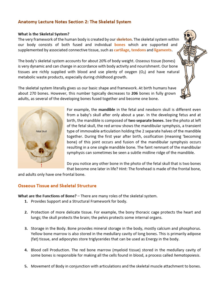#5 Bone Tissue Anat Lect Notes | PDF | Bone | Osteoblast