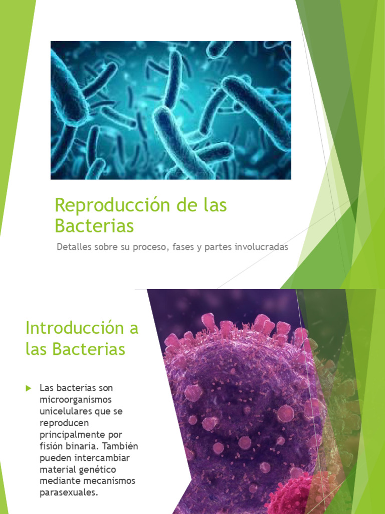 Reproduccion en Las Bacterias | PDF | Las bacterias | Biología Celular)