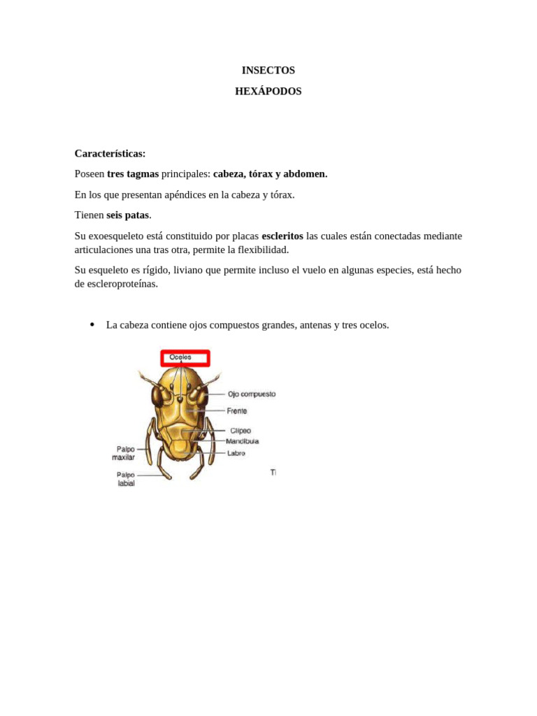 Características de Insectos Hexápodos | PDF | Insectos | Hexapoda