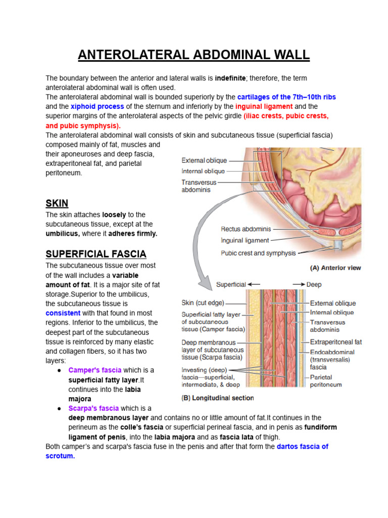 Anterolateral Abdominal Wall Anatomy | PDF | Abdomen | Vein
