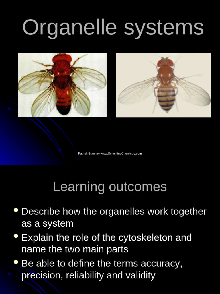 AS Lvl Bio PowerPoints 3 Organelle systems | PDF | Cell (Biology ...
